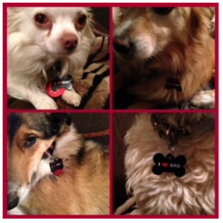 Dogs in DCC Pound - Dog Rescue Dunedin Charitable Trust