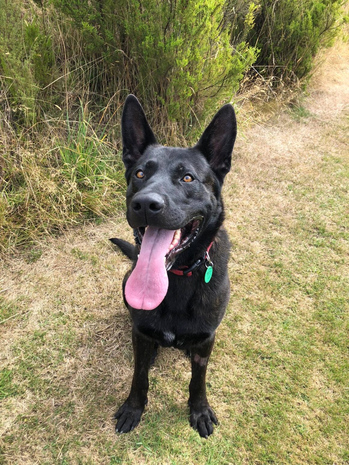 Home - Dog Rescue Dunedin Charitable Trust