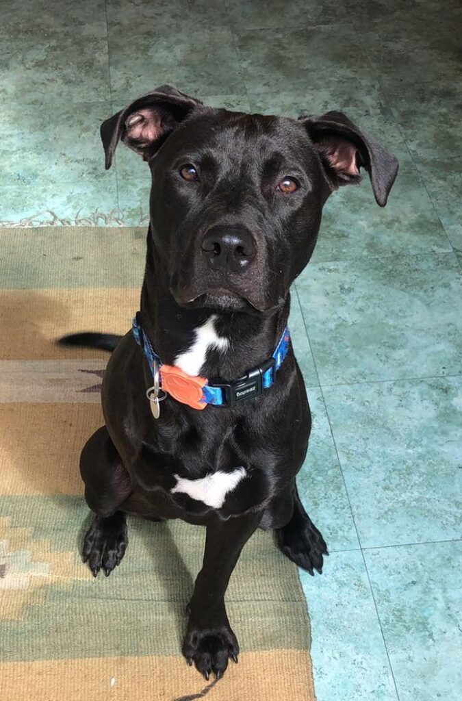 Home - Dog Rescue Dunedin Charitable Trust