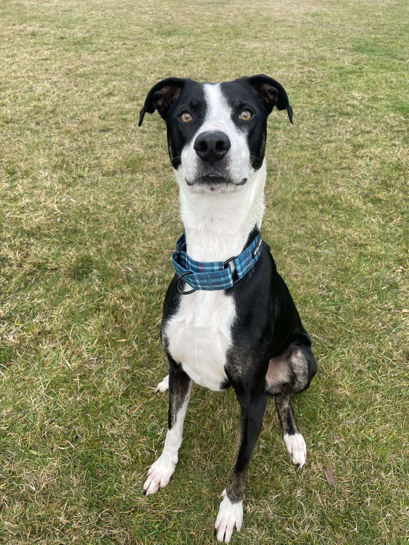 Home - Dog Rescue Dunedin Charitable Trust