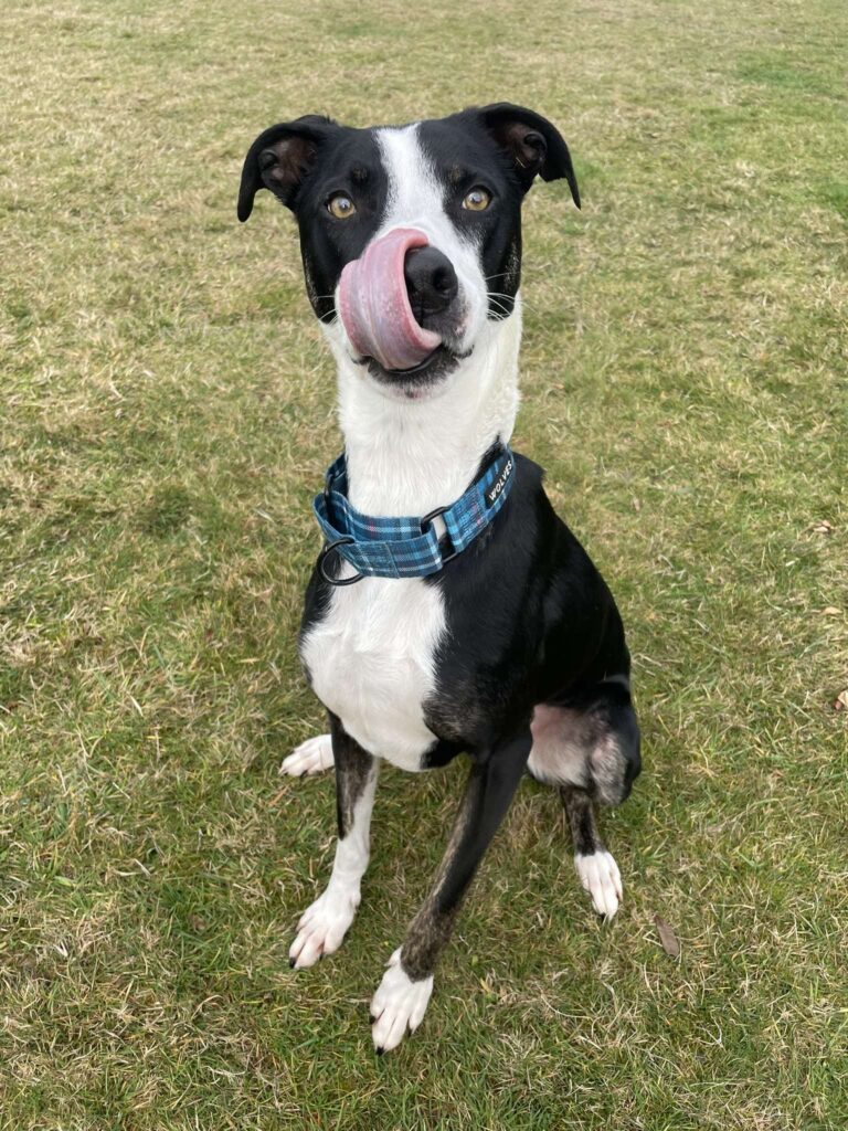 Home - Dog Rescue Dunedin Charitable Trust