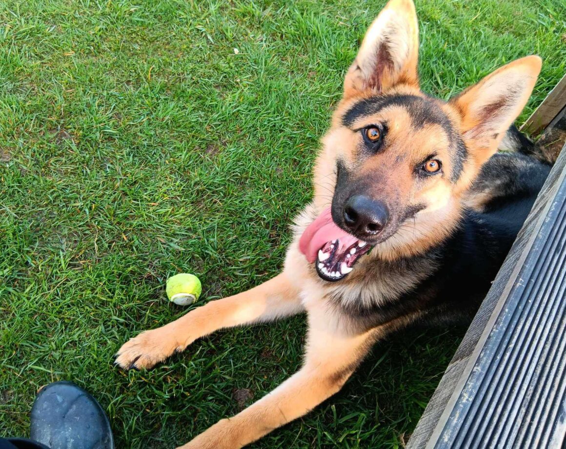 Home - Dog Rescue Dunedin Charitable Trust