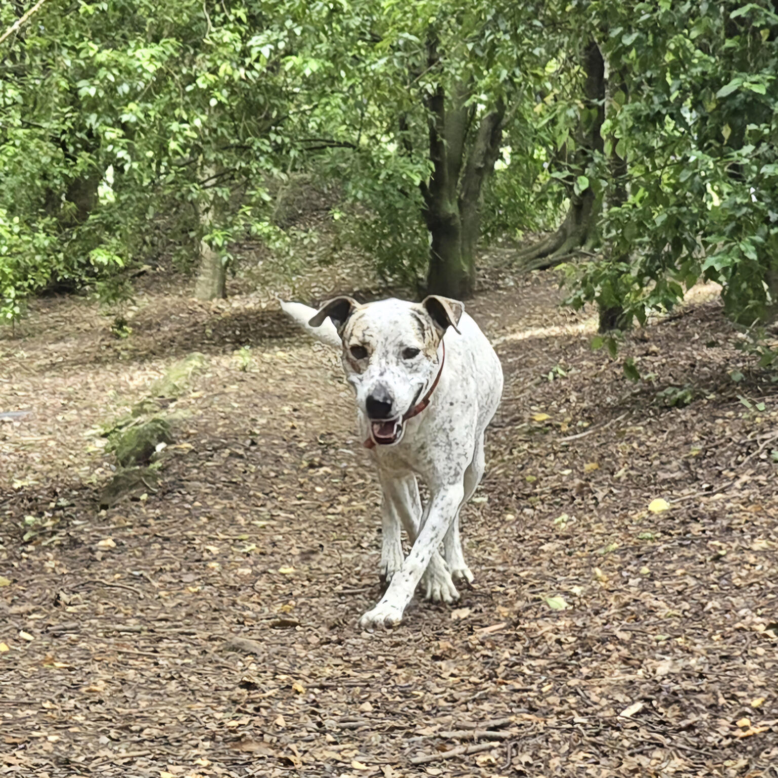 Home - Dog Rescue Dunedin Charitable Trust