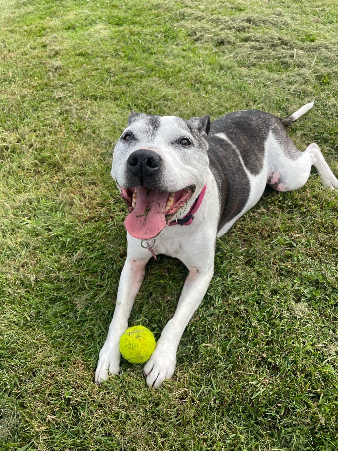 Home - Dog Rescue Dunedin Charitable Trust