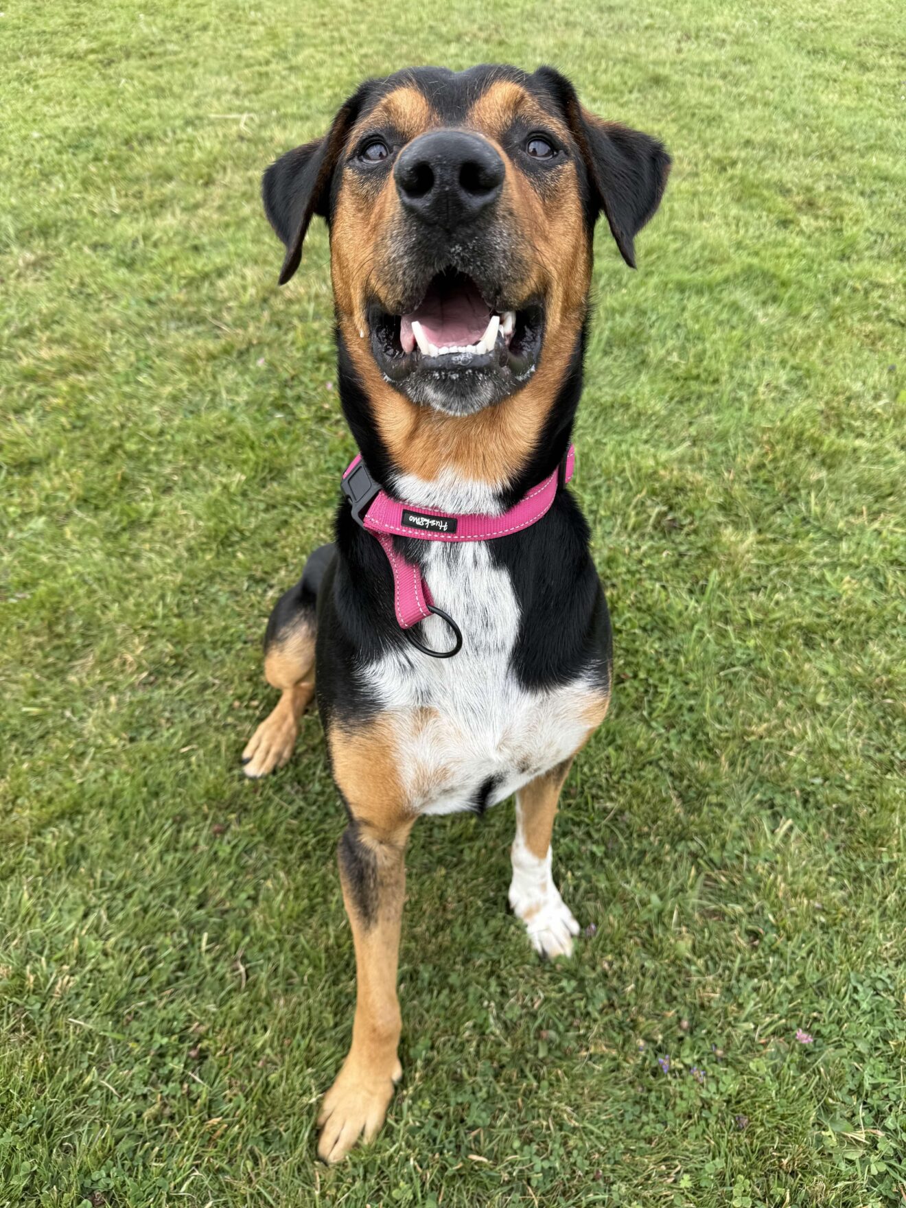 Home - Dog Rescue Dunedin Charitable Trust